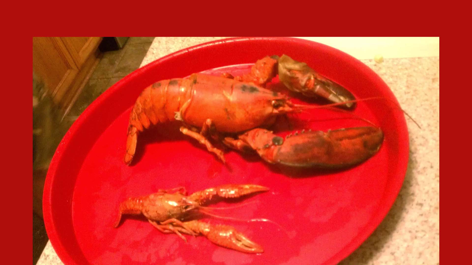 Crawfish Memes